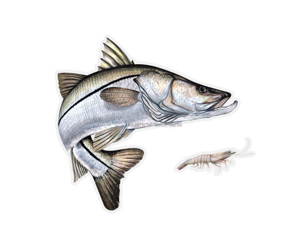 Snook Mega Decal – Salty Bones