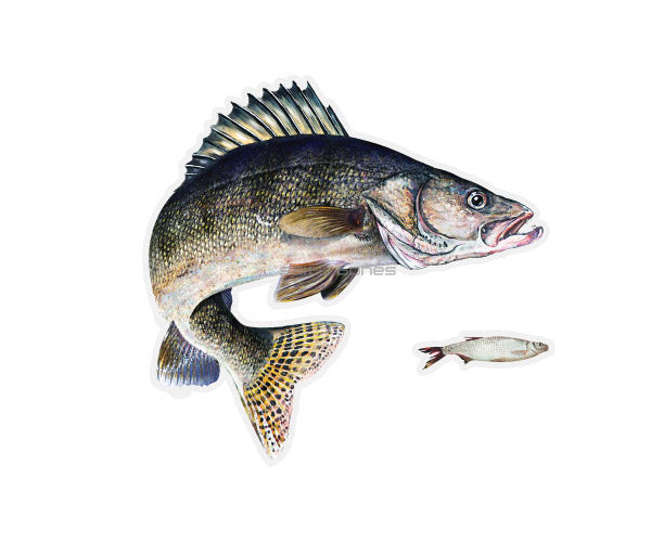 Walleye Mega Decal – Salty Bones