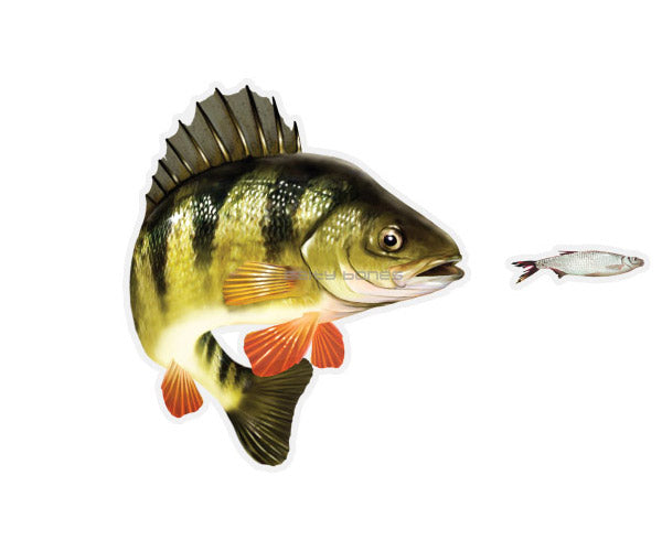 Yellow Perch Mega Decal – Salty Bones