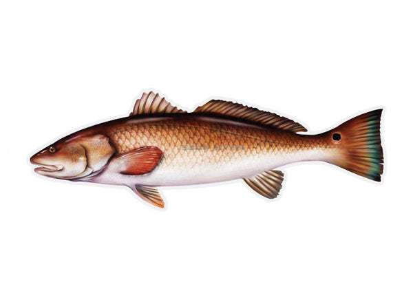 Redfish Profile Fish Decal – Salty Bones