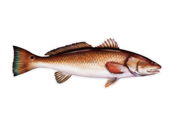 Redfish Profile Fish Decal – Salty Bones