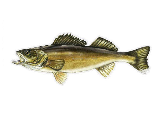 Walleye Profile Fish Decal – Salty Bones