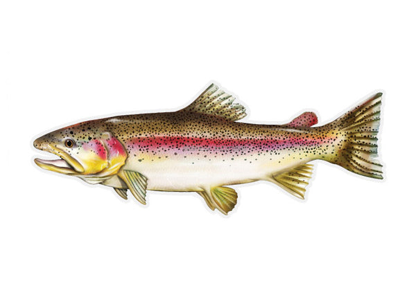 Rainbow Trout Profile Fish Decal – Salty Bones