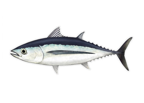 Albacore Tuna Profile Fish Decal – Salty Bones