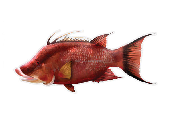 Hogfish Profile Fish Decal – Salty Bones