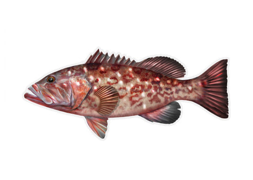 Red Grouper Profile Fish Decal – Salty Bones